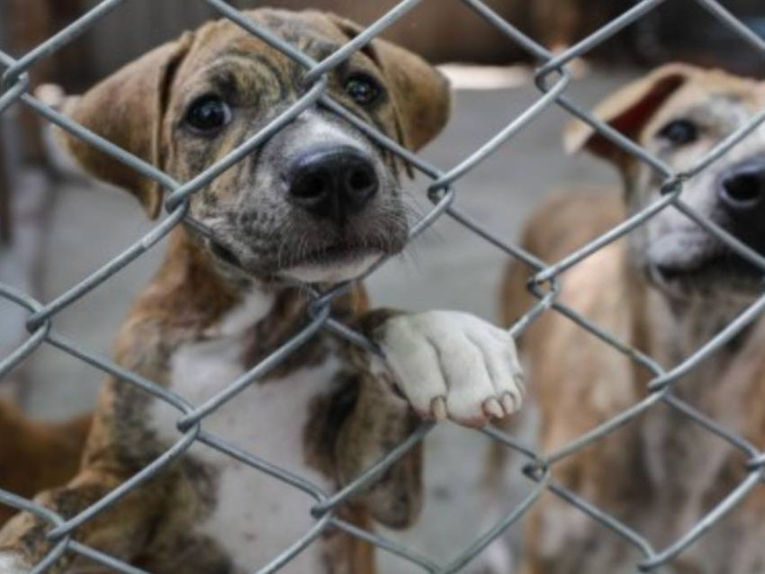 Congreso de la CDMX aprueba penas de hasta 10 años de cárcel por ...