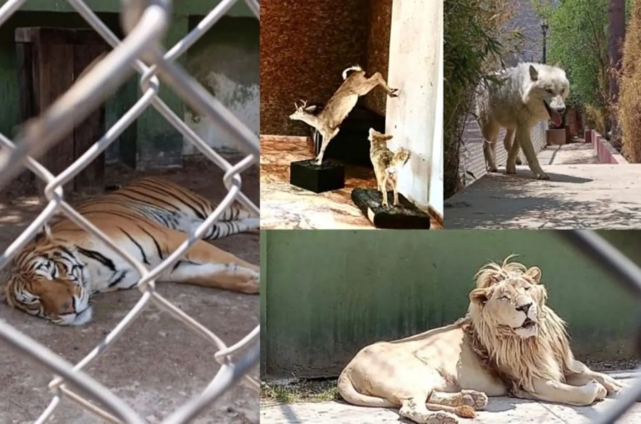 Dos pumas, un tigre de bengala y un león blanco; entre 47 animales ...